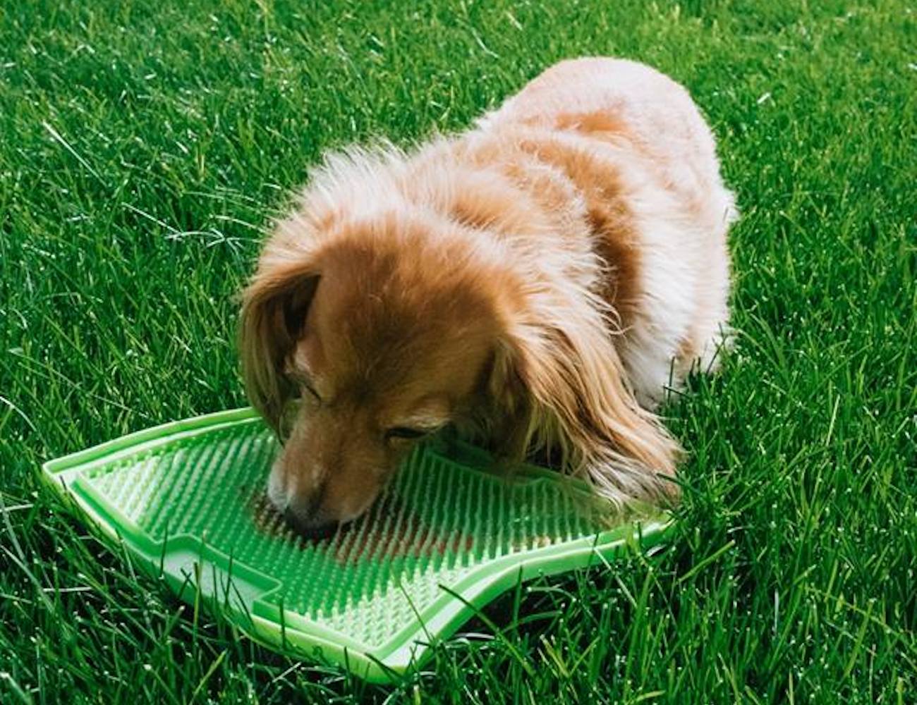 Slow Feeder Mat For Dogs Best Gadget Store slow-feeder-mat-for-dogs-best-gadget-store